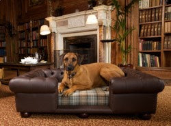 Dog Chesterfields | Dog Chesterfield Sofas | Chesterfields For Dogs ...