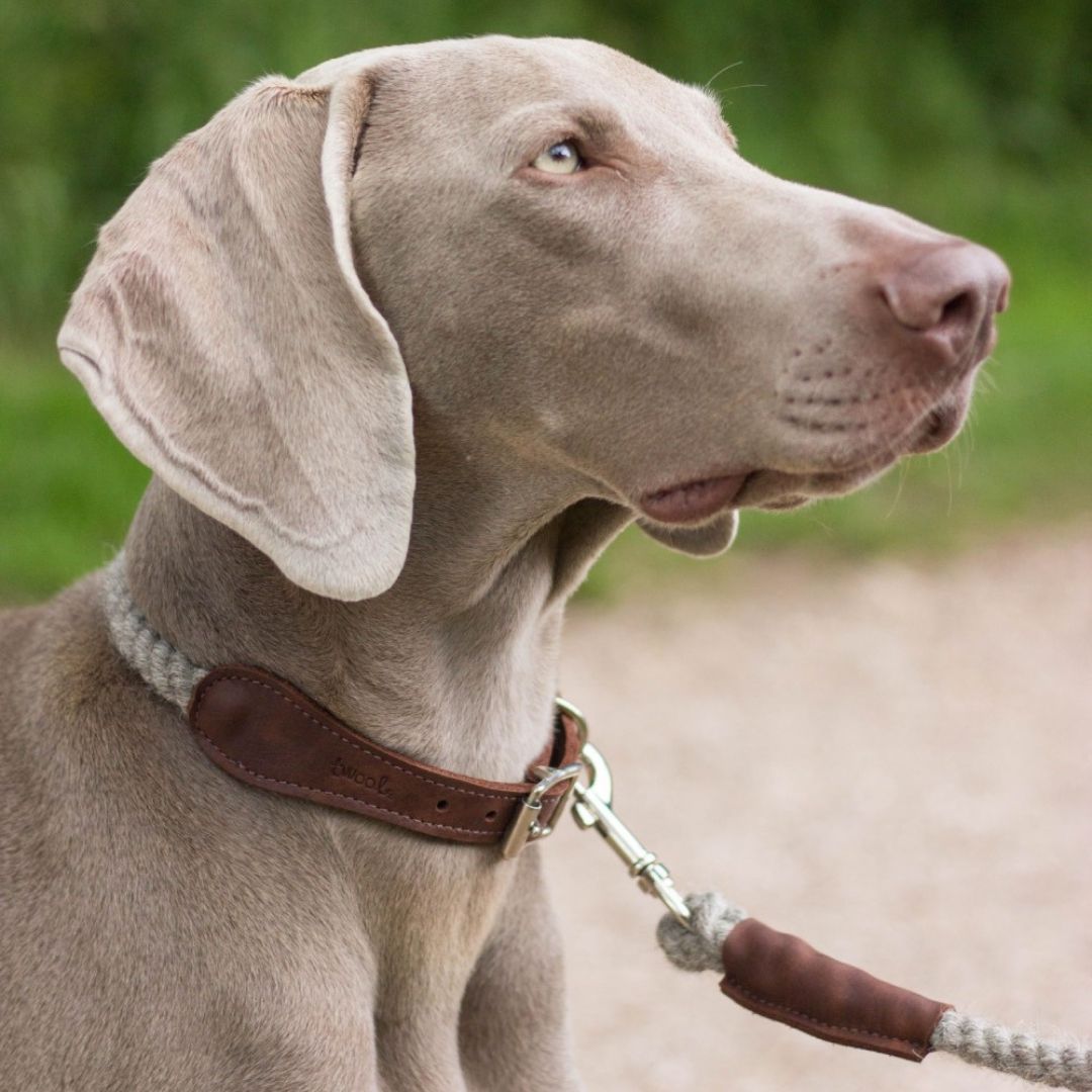 Luxury Rope Dog Collars | Designer Rope Dog Collars | Chelsea Dogs