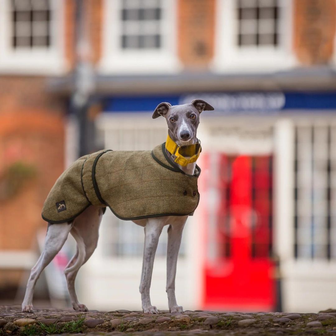 Country and Twee Green Tweed Whippet Coat | Whippet Dog Coats – Chelsea ...