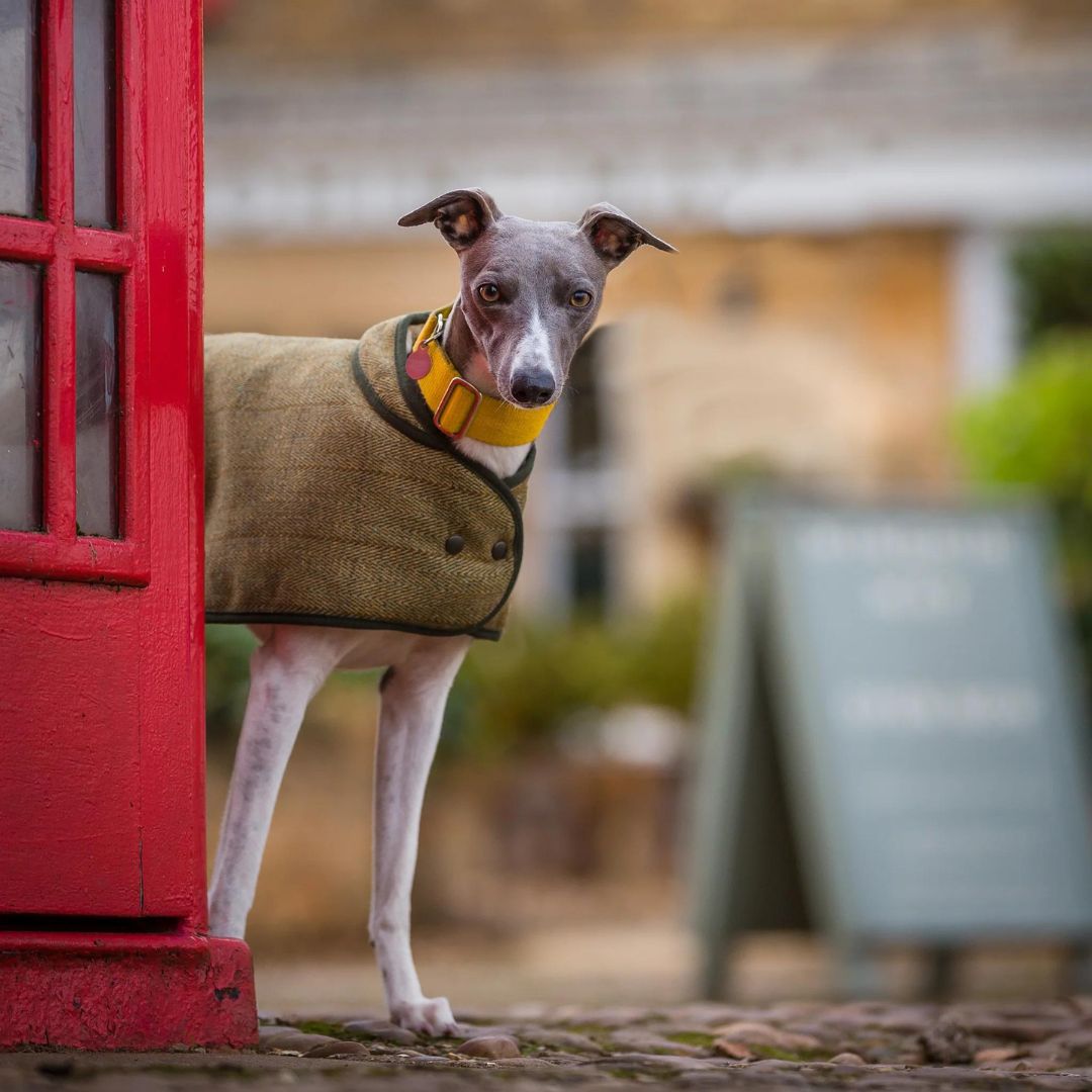 Country and Twee Green Tweed Whippet Coat | Whippet Dog Coats – Chelsea ...
