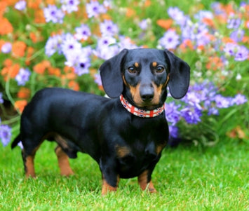 Luxury Dog Beds | Designer Dog Collars, Leads & Accessories UK ...