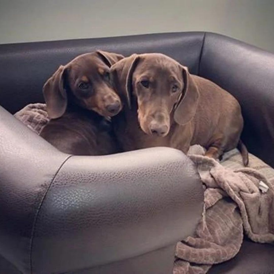 Scott's of London Balmoral Dog Chesterfield Brown Real Leather ...