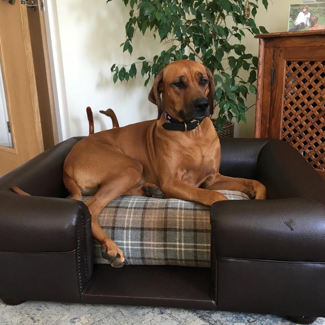 Scott's of London Balmoral Dog Chesterfield Brown Real Leather ...