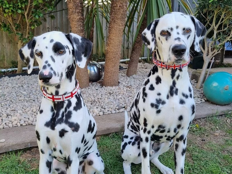 Luxury Dog Beds | Designer Dog Collars, Leads & Accessories UK ...