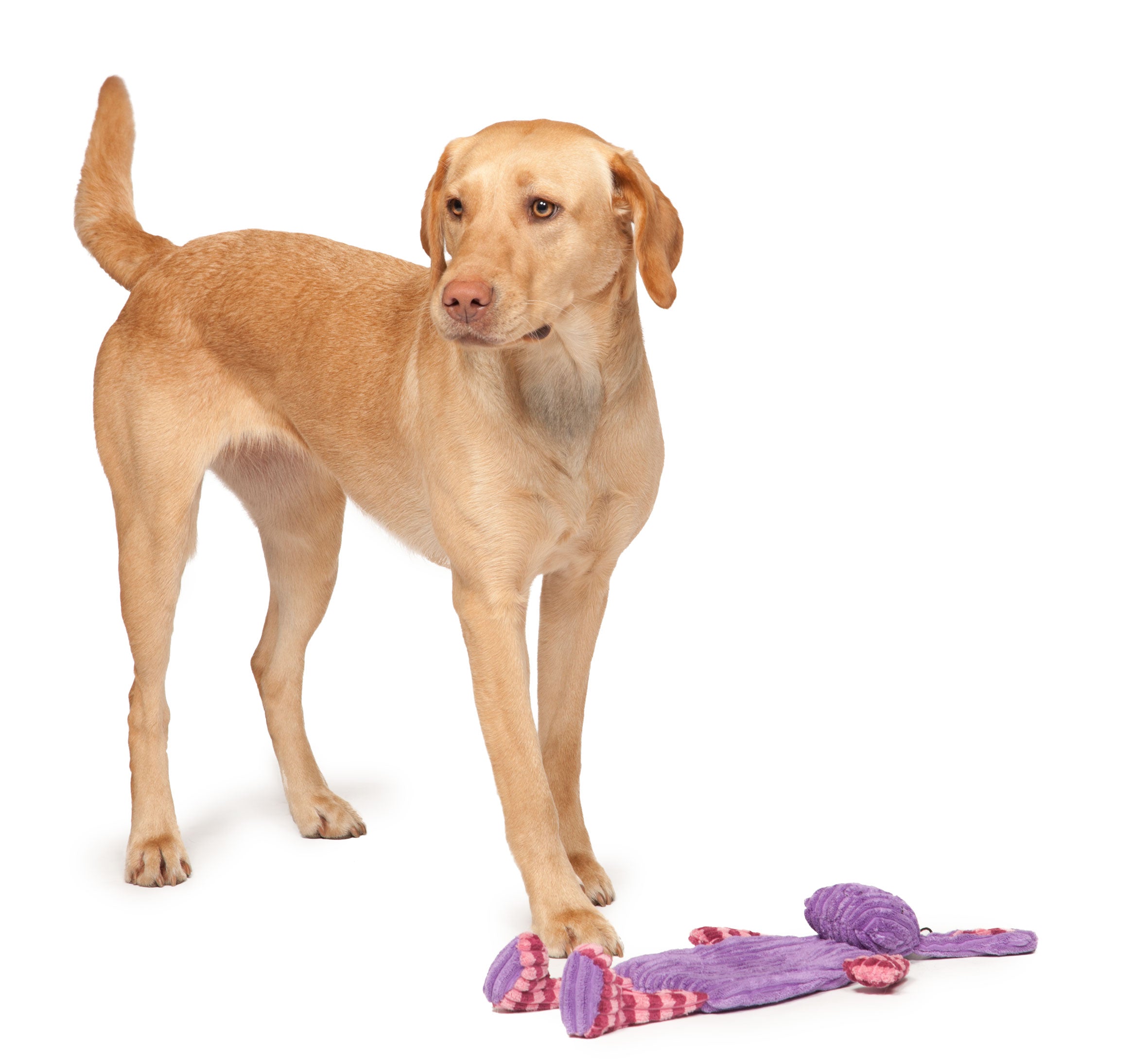 Rodney the Rabbit Dog Toy by Danish Design – Chelsea Dogs